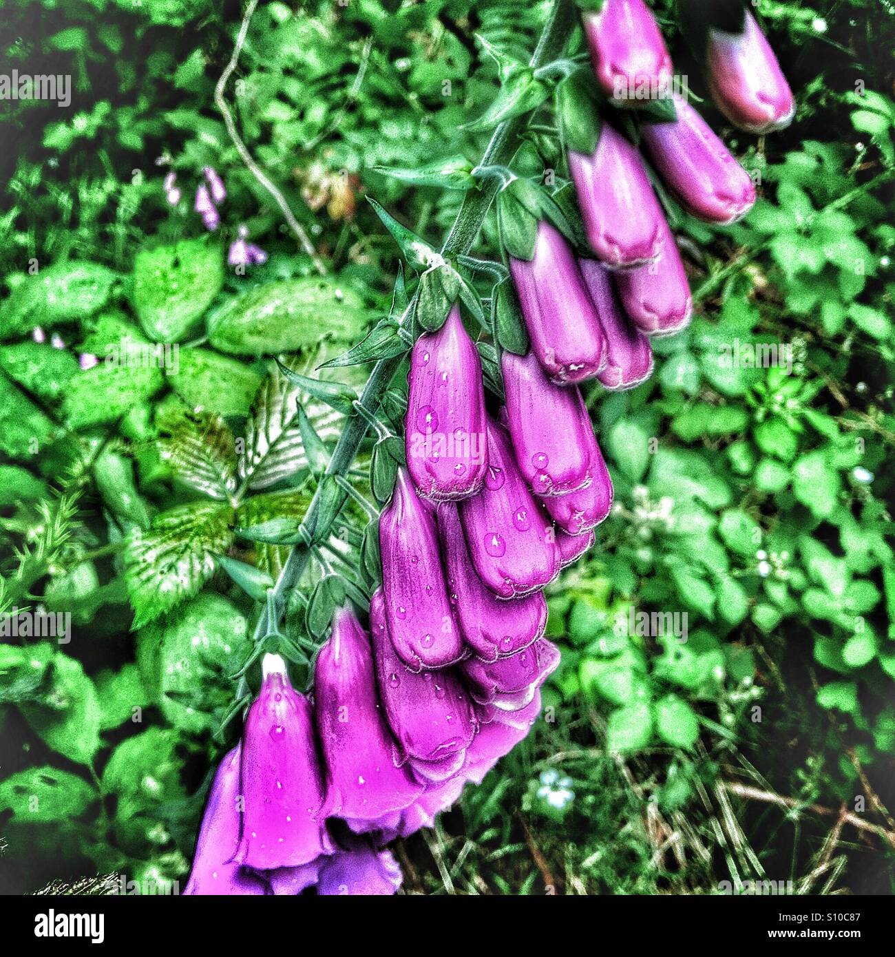 Purple raindrops hi-res stock photography and images - Alamy