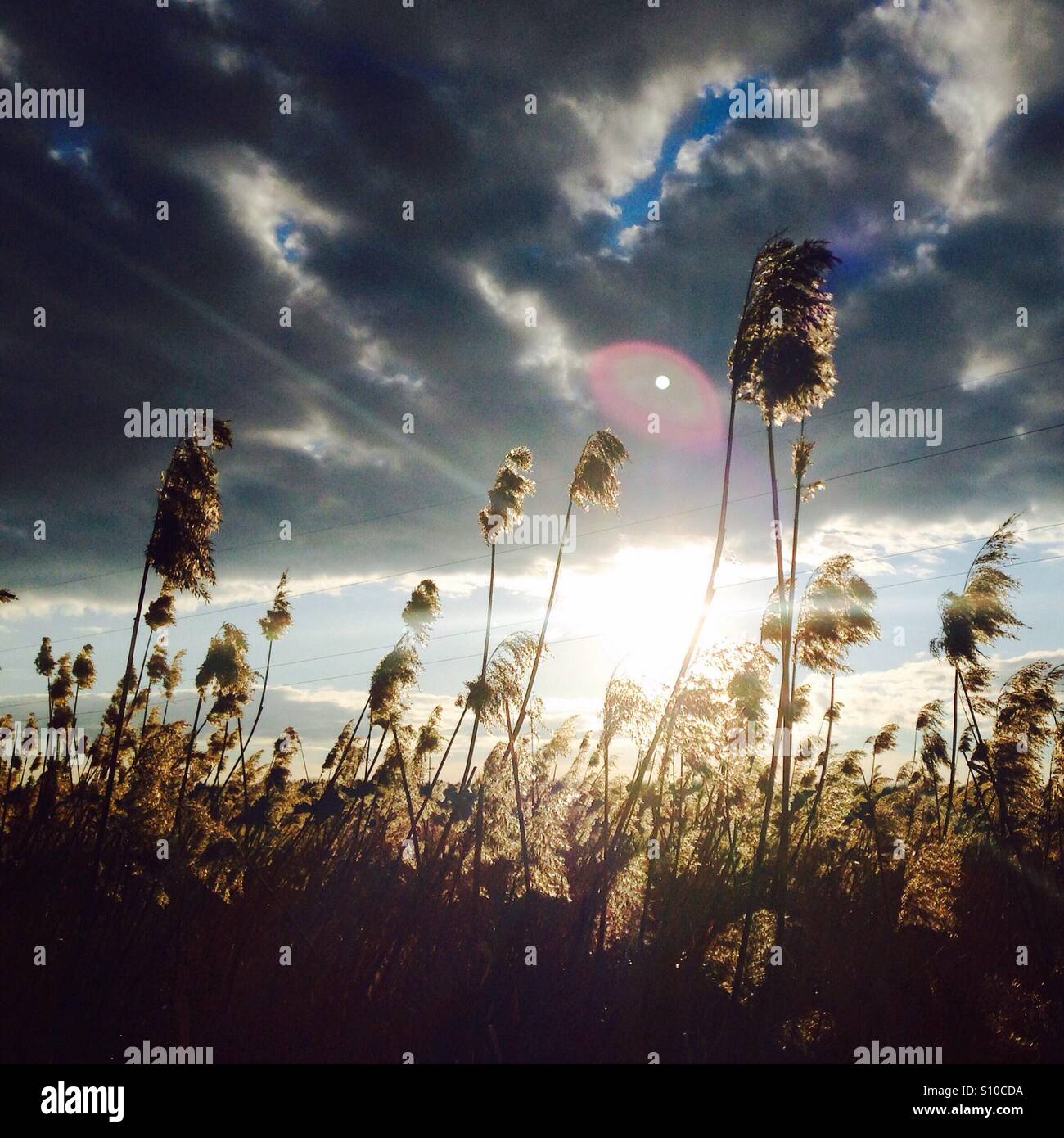 Sunset at the field Stock Photo - Alamy