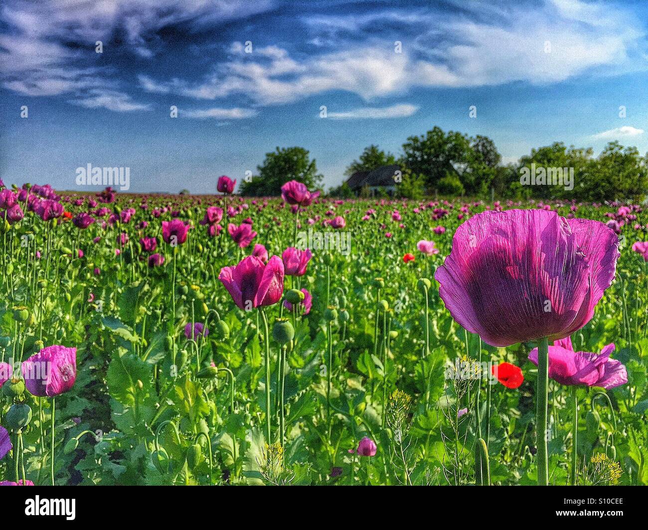 Purple poppy field hi-res stock photography and images - Alamy