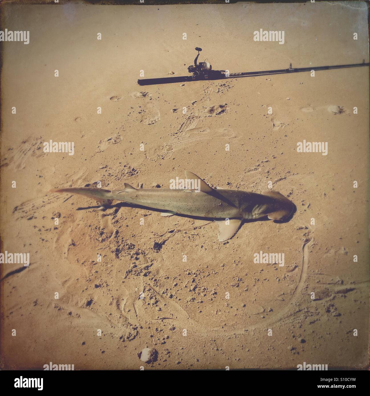 Shovelhead hi-res stock photography and images - Alamy