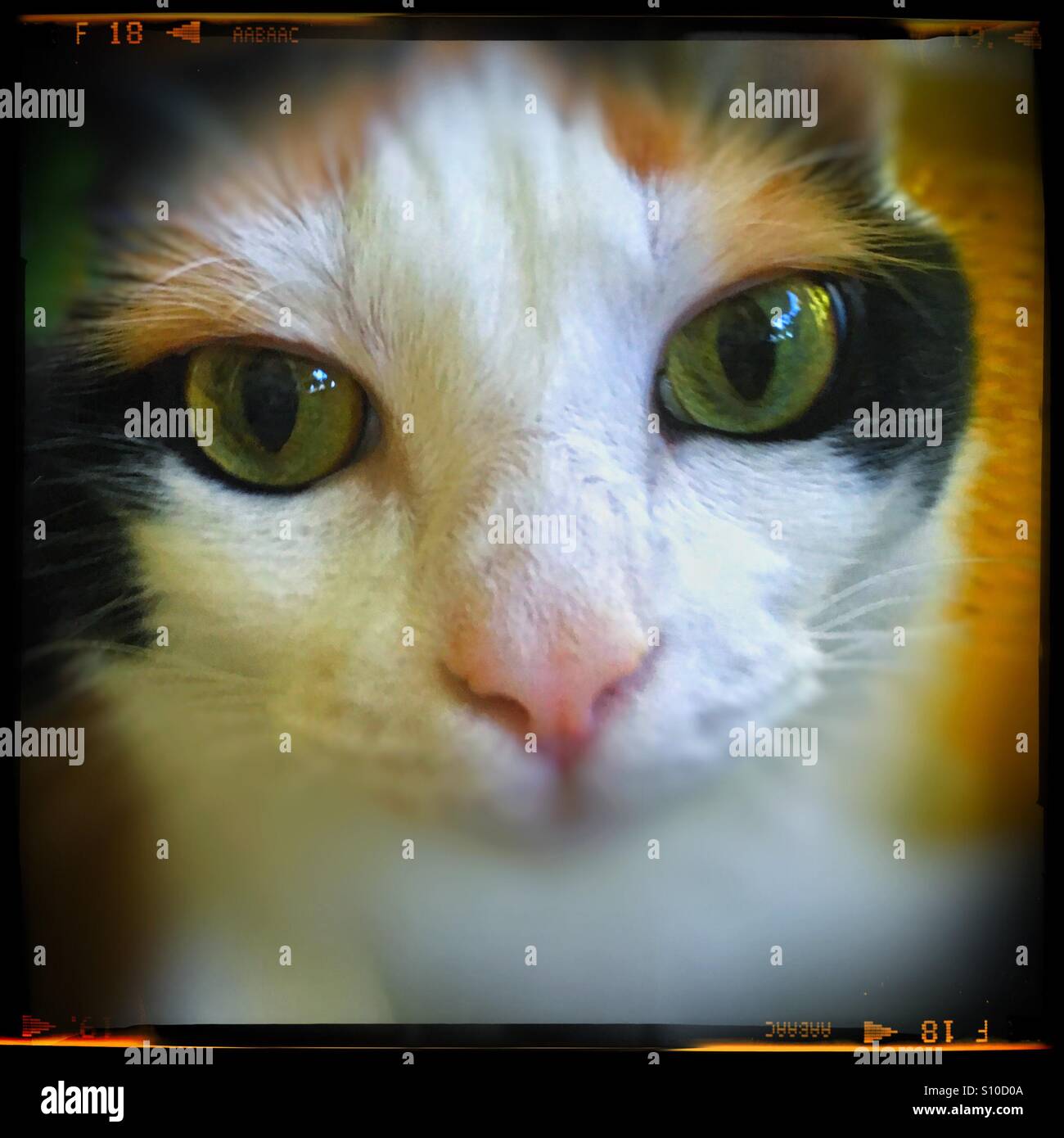 Calico cat eyes Stock Photo - Alamy
