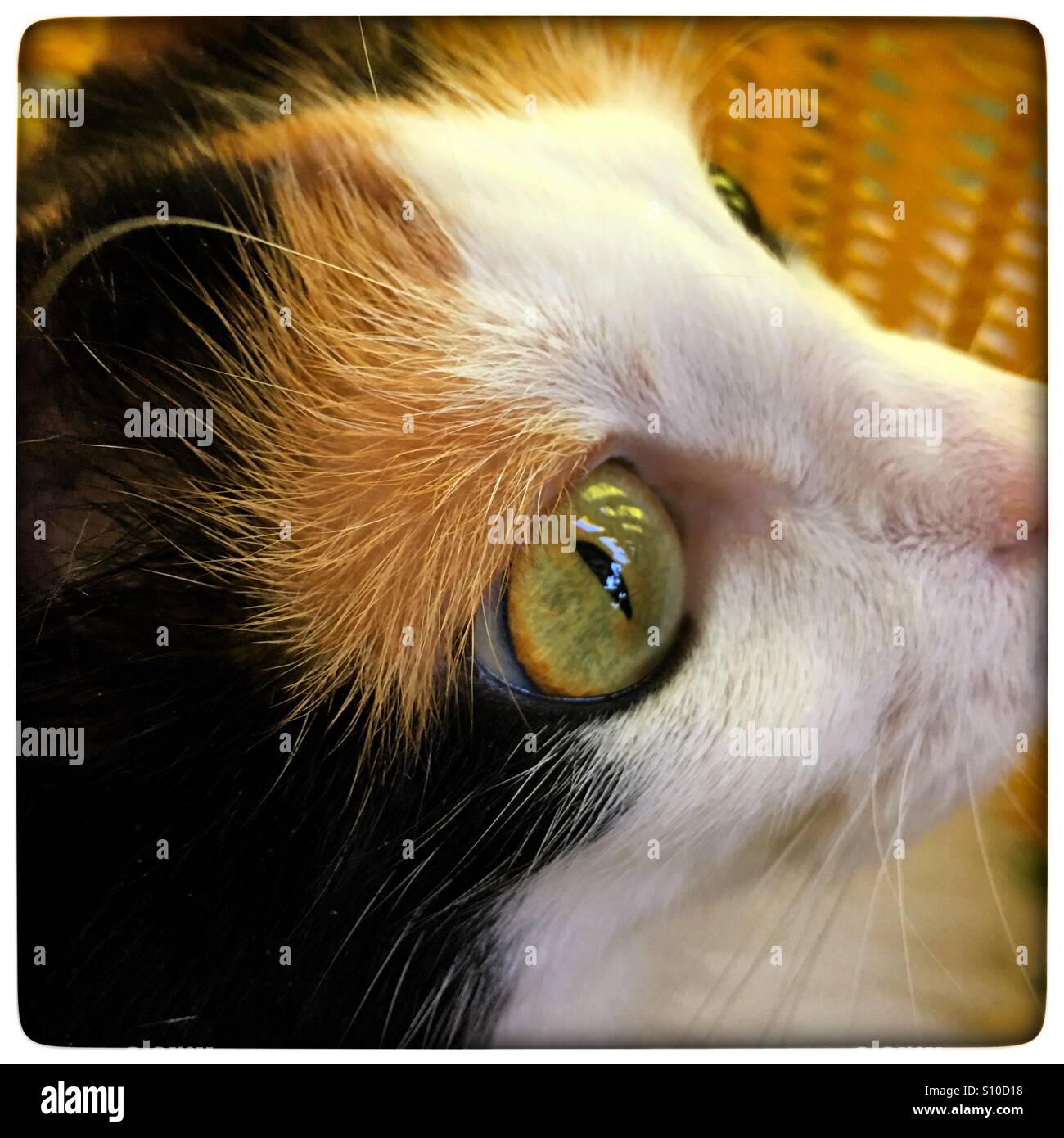Calico eyes hi-res stock photography and images - Alamy