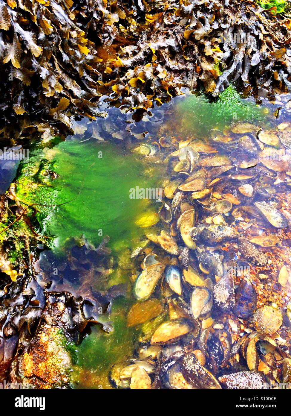 Rock pool seaweed and shells on beach Stock Photo - Alamy