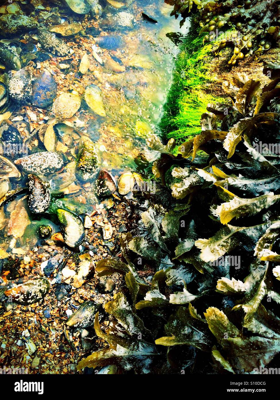 Rockpool shells and seaweed on beach Stock Photo - Alamy