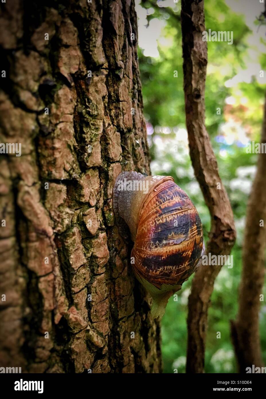 Snail waiting hi-res stock photography and images - Alamy