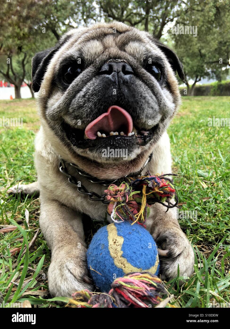 Pug protecting ball Stock Photo - Alamy