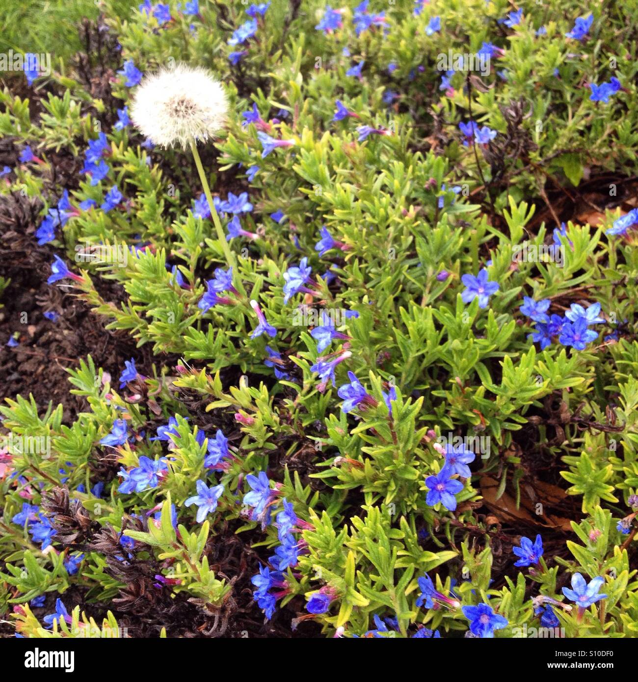 Star gentian hi-res stock photography and images - Alamy