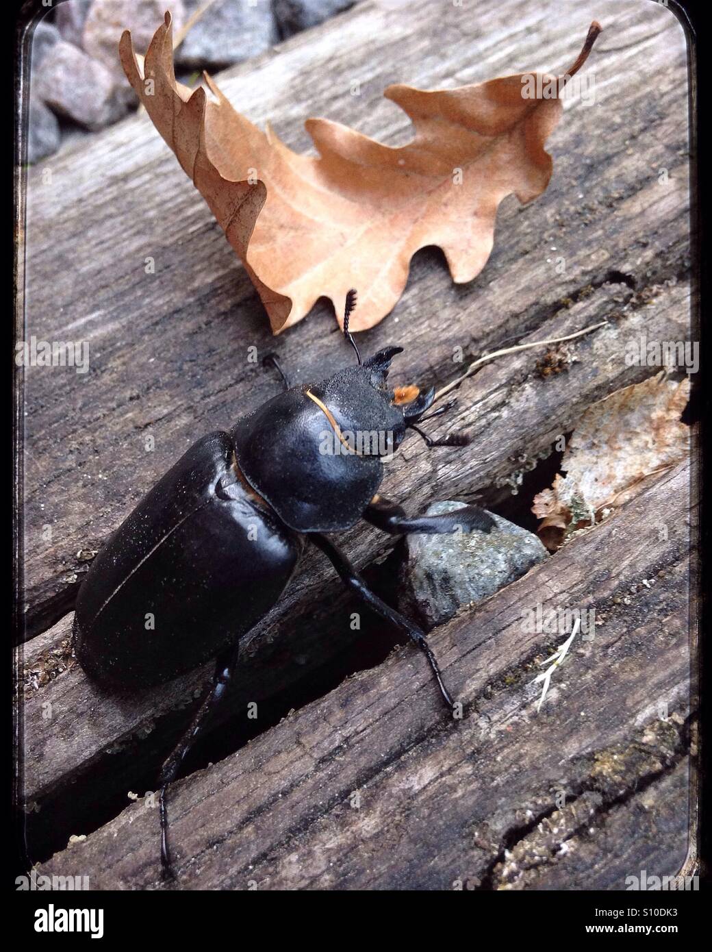 Big beetle hi-res stock photography and images - Alamy