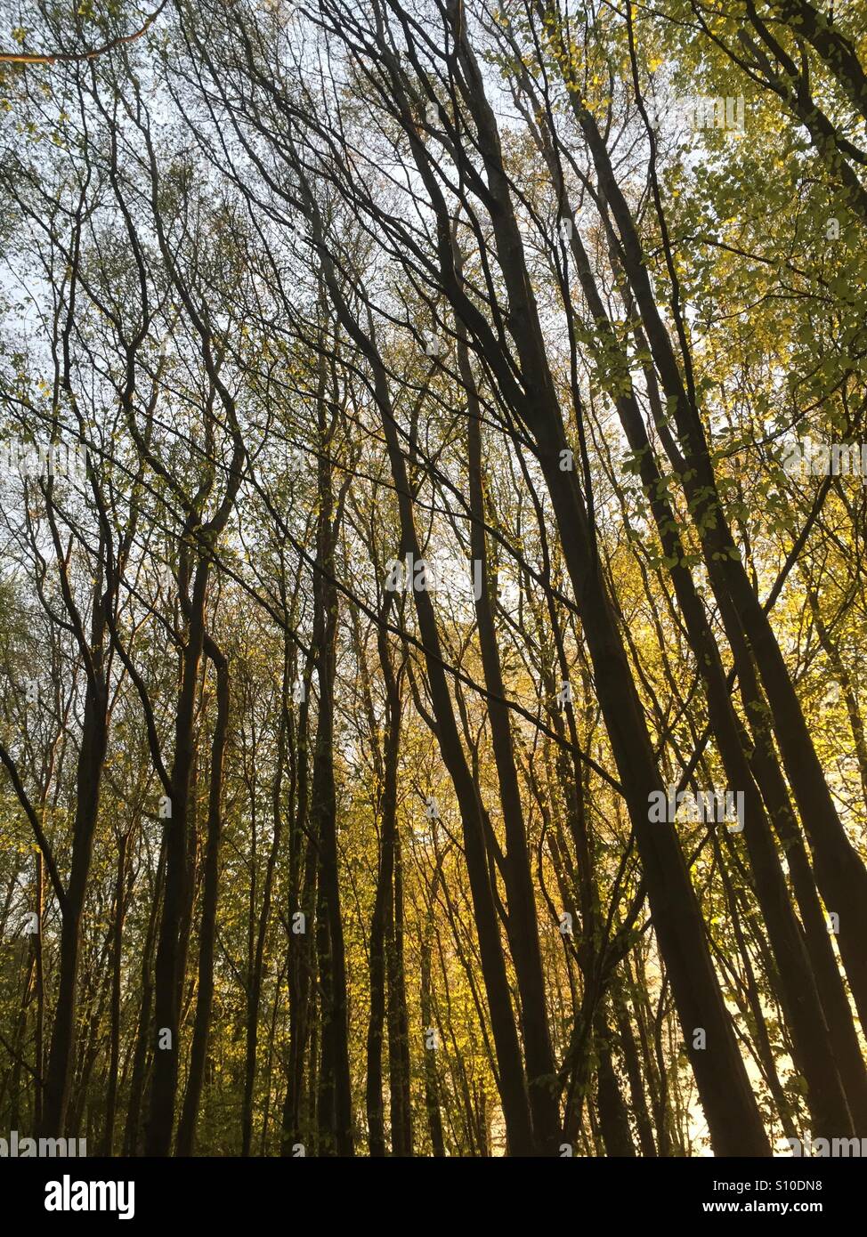 Looking up at tall straight trees hi-res stock photography and images ...