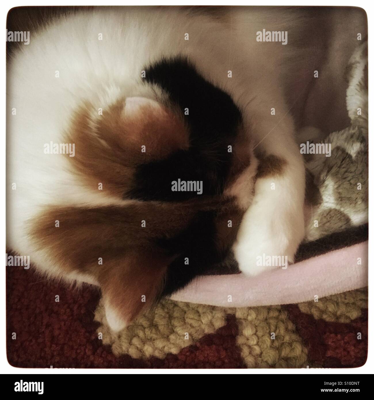 Calico Cat Sleeping High Resolution Stock Photography and Images - Alamy