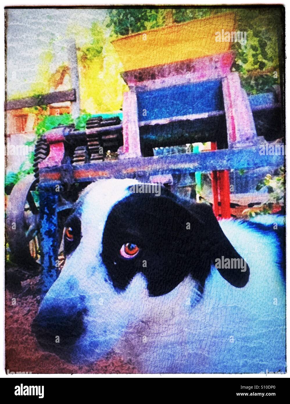 Sad dog face hi-res stock photography and images - Alamy