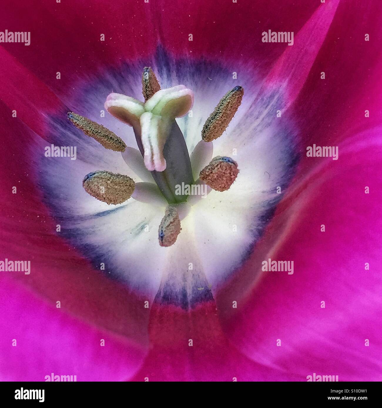 Parts of the flower hi-res stock photography and images - Alamy
