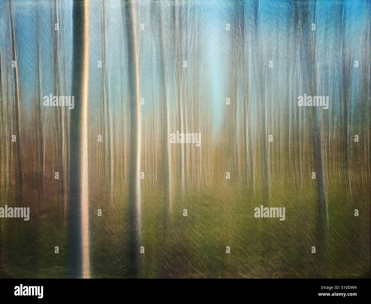 Slow shutter abstract of poplar trees being grown for pulp at tree farm ...