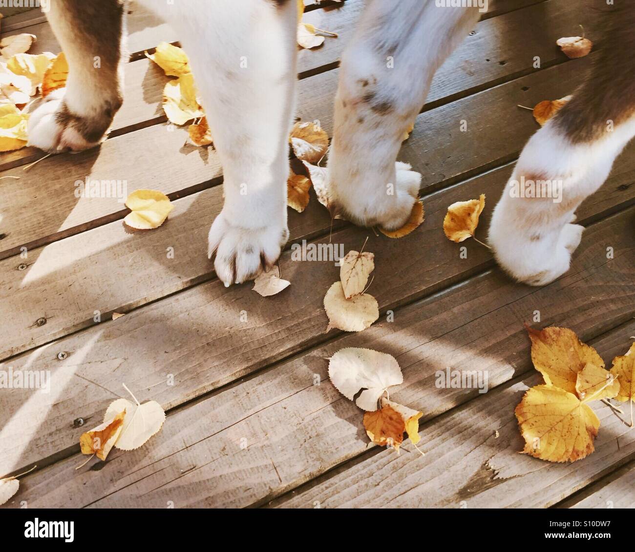 Dogs paws hi-res stock photography and images - Alamy