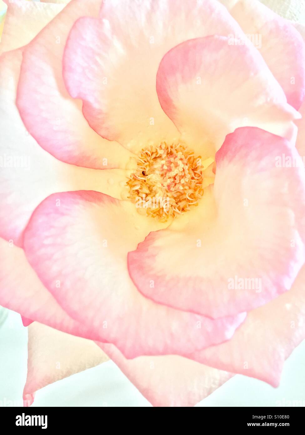 Full bloom pink rose Stock Photo - Alamy