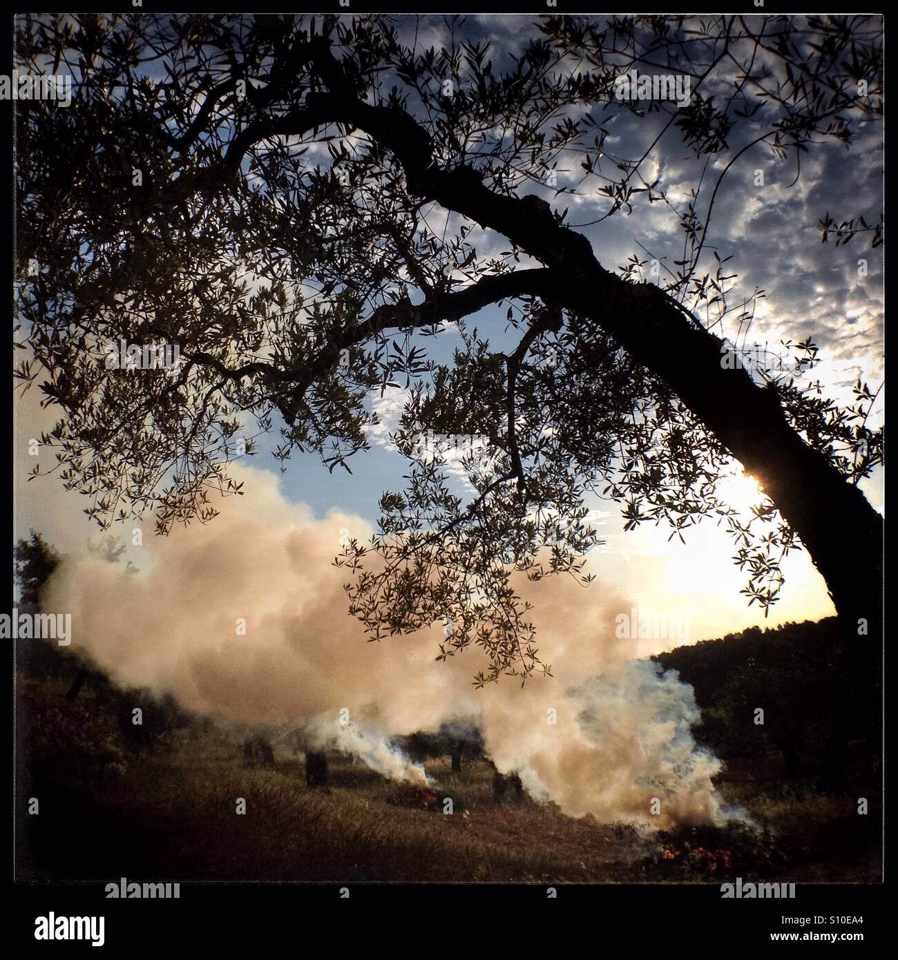 Seasonal burning of olive pruning's at daybreak, Catalonia, Spain Stock ...