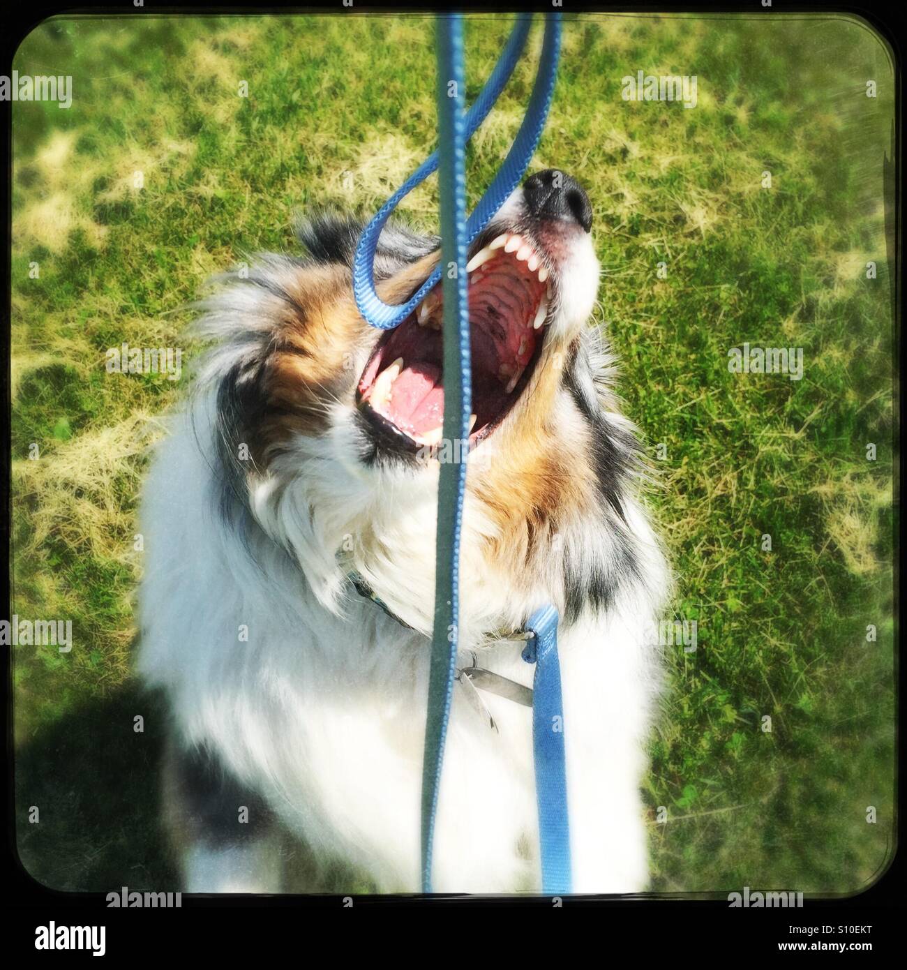 Dog jumping up hi-res stock photography and images - Alamy