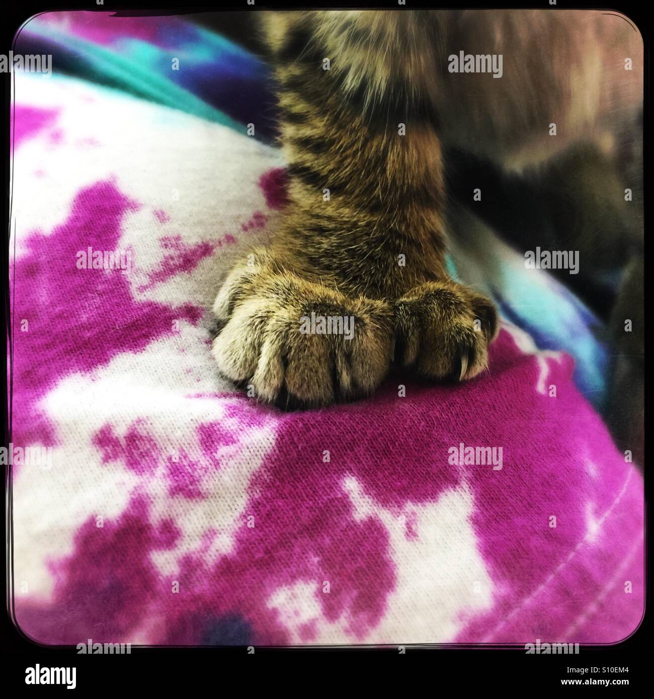 Polydactyl Paw Prints