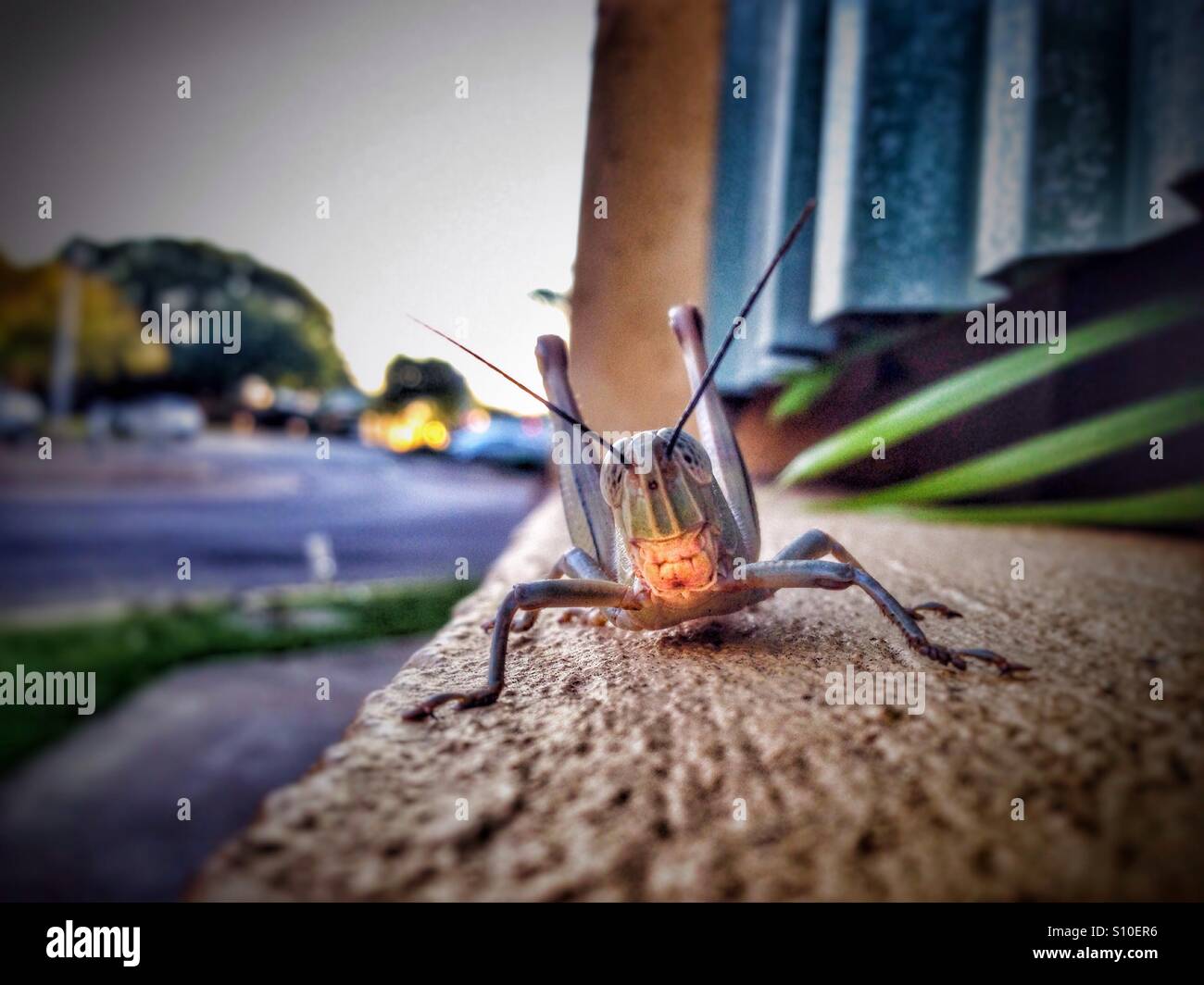 Scary grasshopper hi-res stock photography and images - Alamy