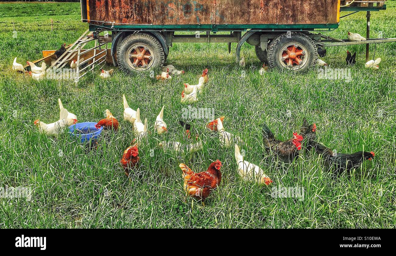 Free range hens in a field Stock Photo - Alamy