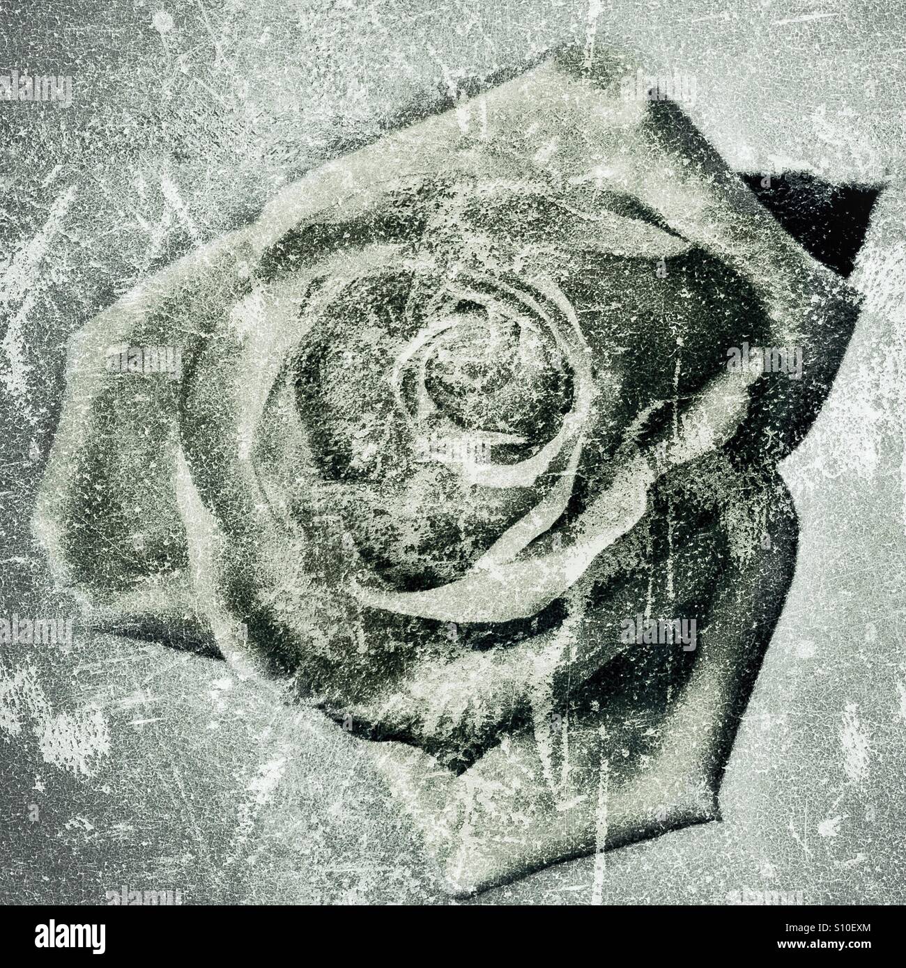 Magic white rose hi-res stock photography and images - Alamy