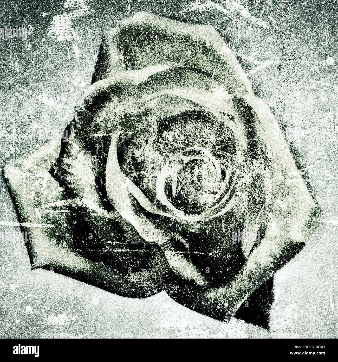 Magic white rose hi-res stock photography and images - Alamy