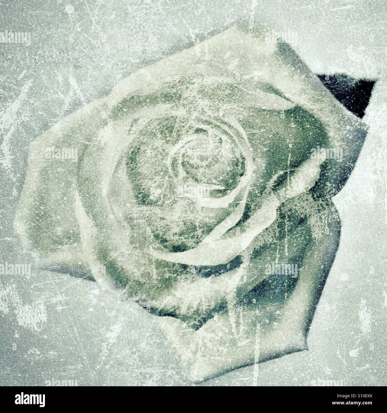 Magic white rose hi-res stock photography and images - Alamy