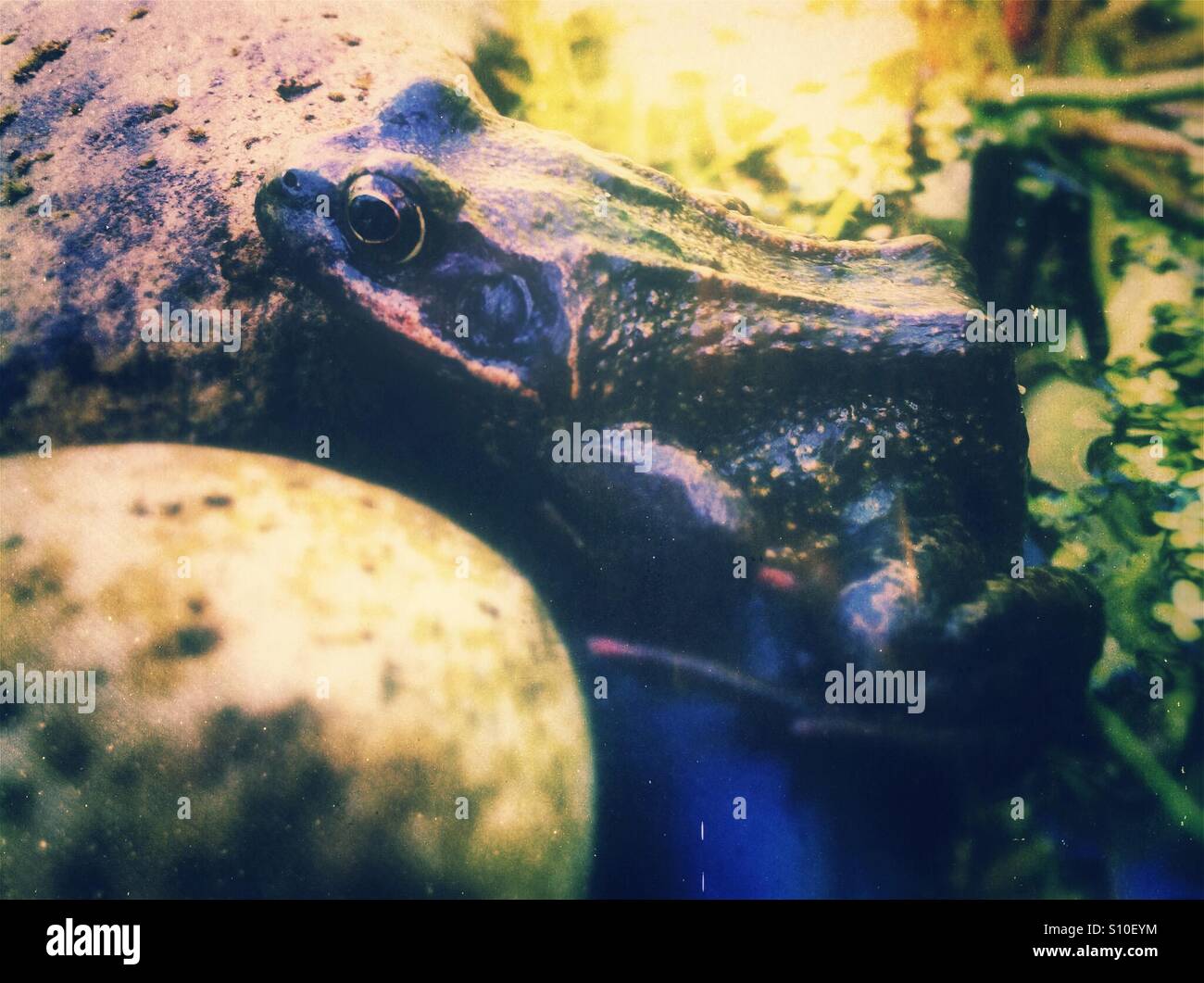 Common frog England UK Stock Photo - Alamy
