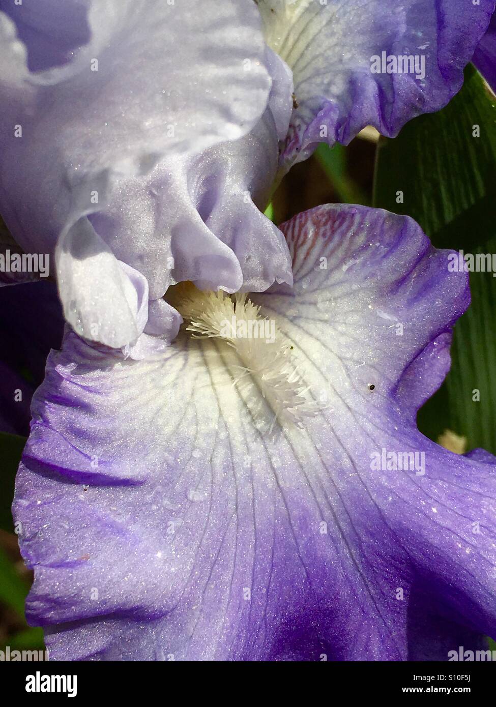 Purple showers hi-res stock photography and images - Alamy