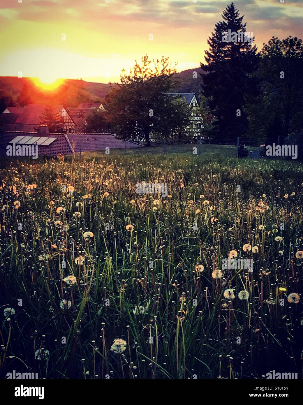 Sunset / Dandelion field Stock Photo - Alamy