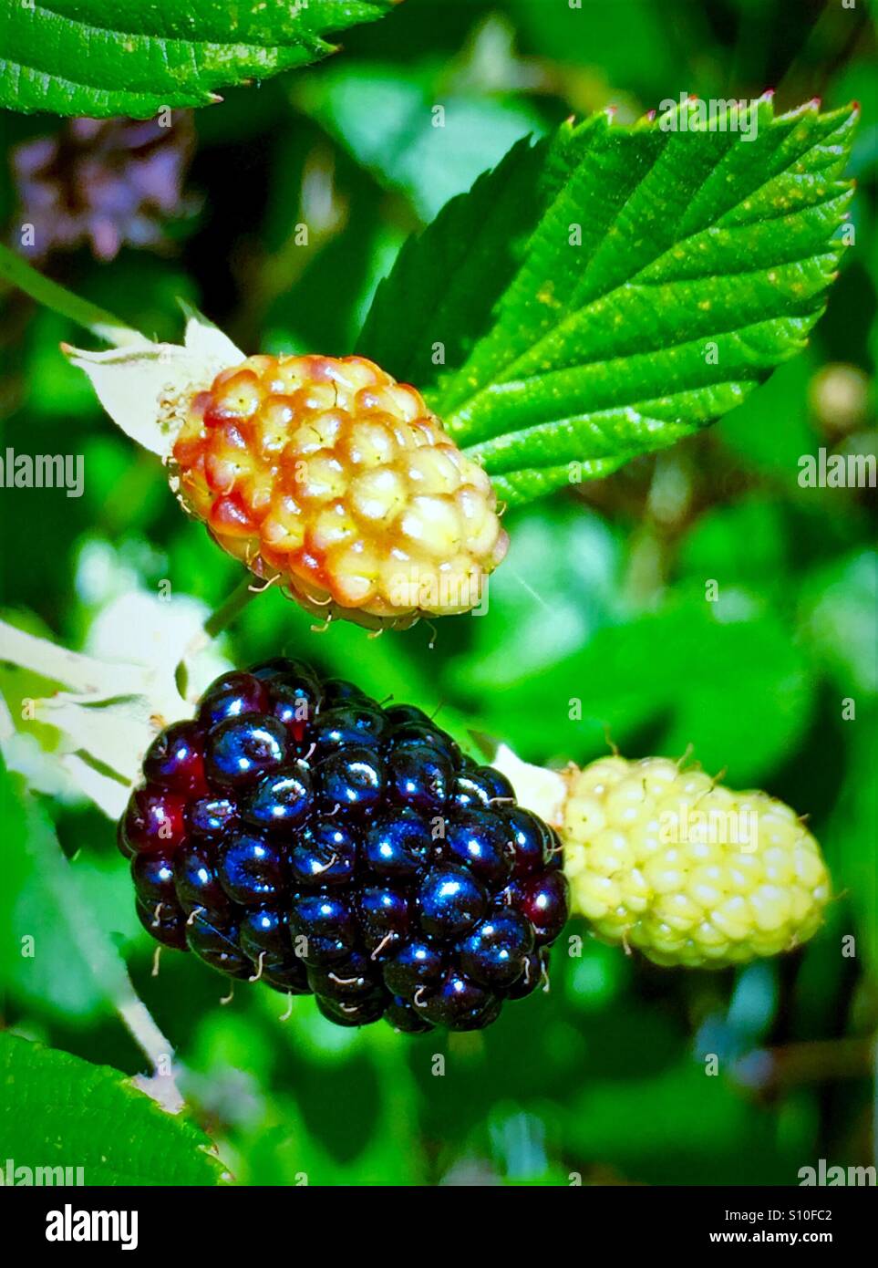 Macro view of a wild blackberry with ripening berries in background ...