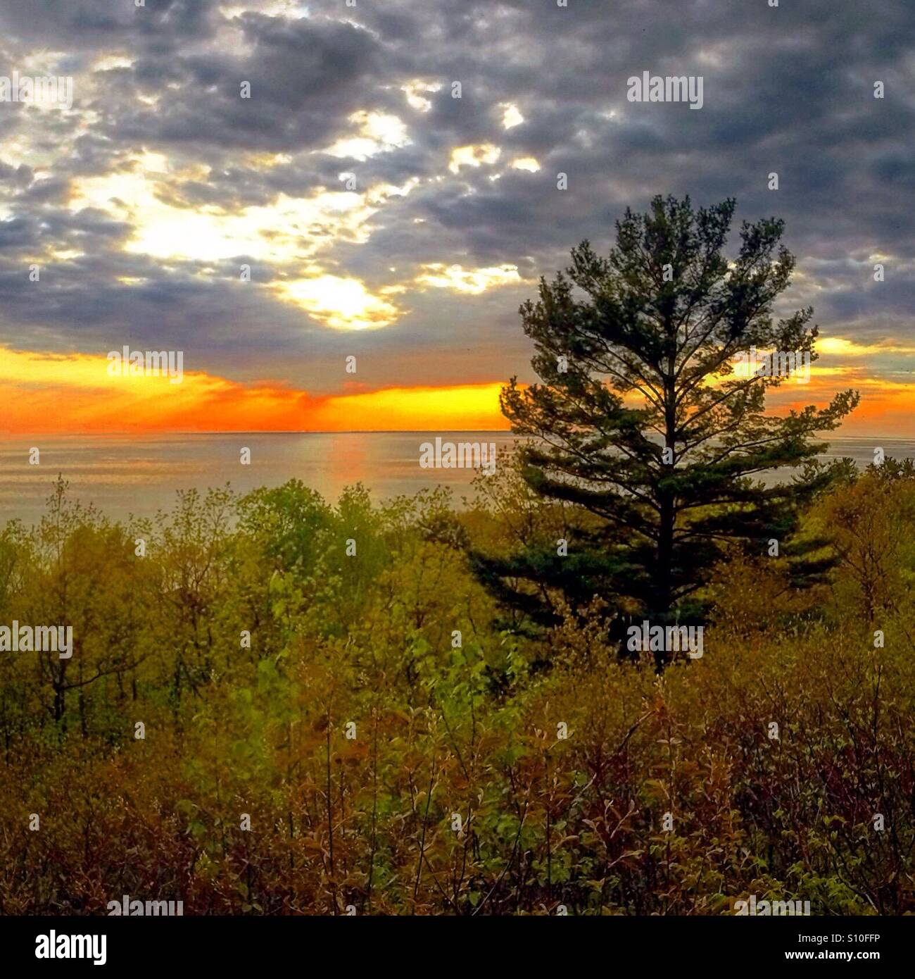 White pine tree michigan hi-res stock photography and images - Alamy