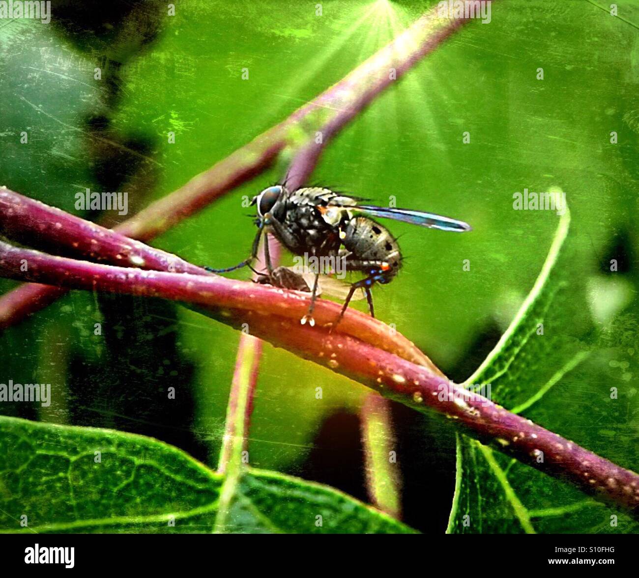 Light hidden in tree hi-res stock photography and images - Alamy