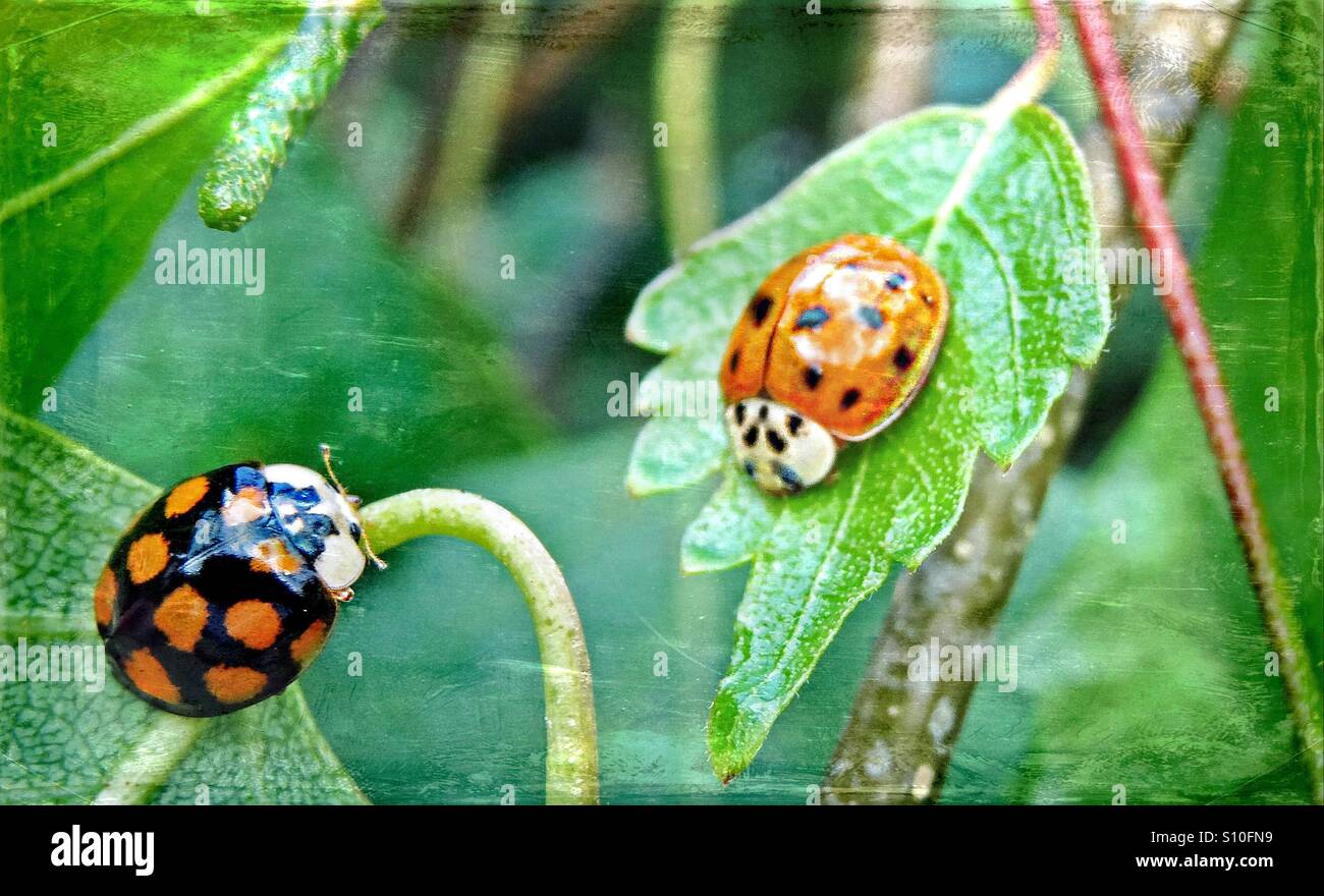 ...meeting of two different beetles Stock Photo - Alamy