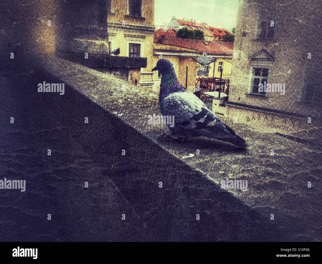Early morning Pigeon the bridge Edge Stock Photo - Alamy