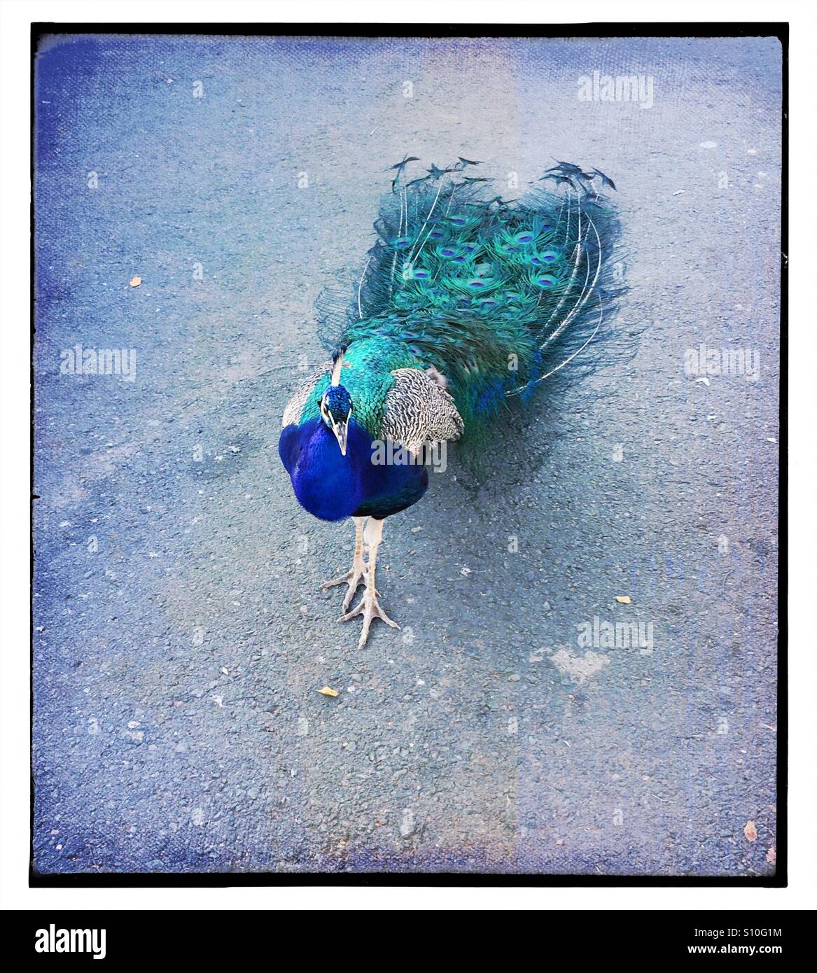 Peacock walk hi-res stock photography and images - Alamy