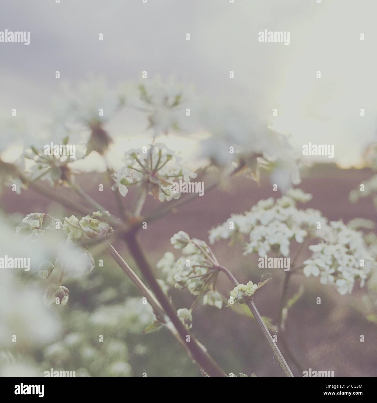 Cow parsley hi-res stock photography and images - Alamy