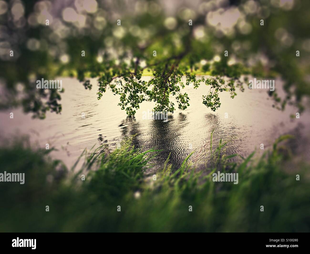 Tree Branch Leaves Just Touching The Pond Water Stock Photo - Alamy