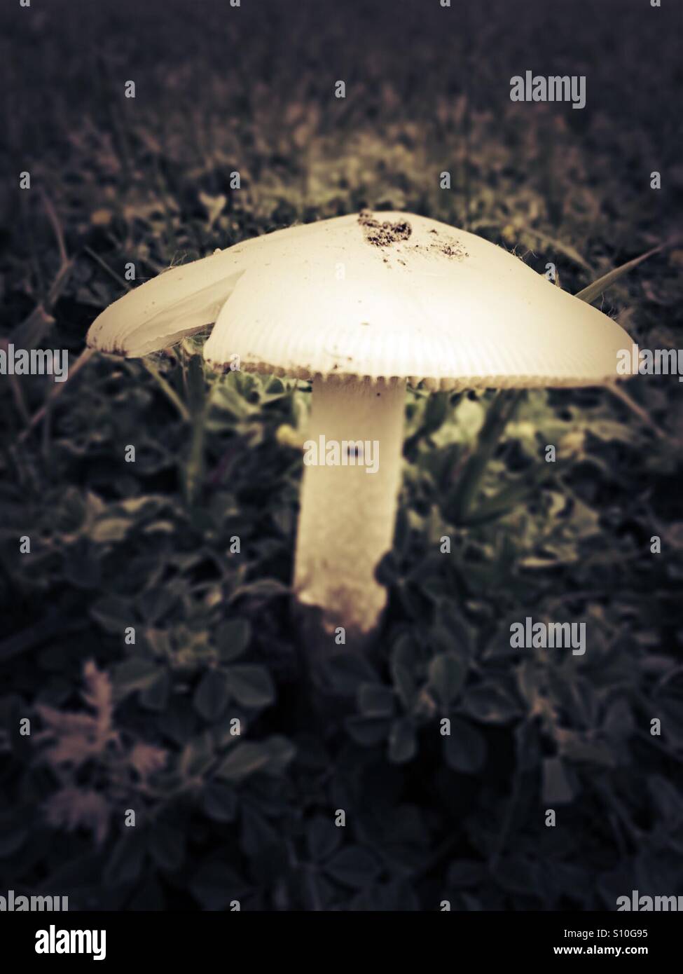 Lonely Mushroom High Resolution Stock Photography and Images - Alamy
