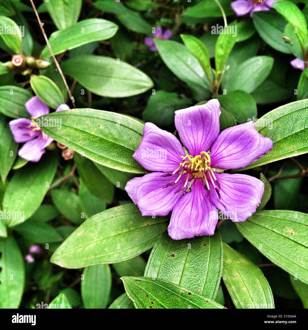 Violet Jungle Flower High Resolution Stock Photography and Images - Alamy