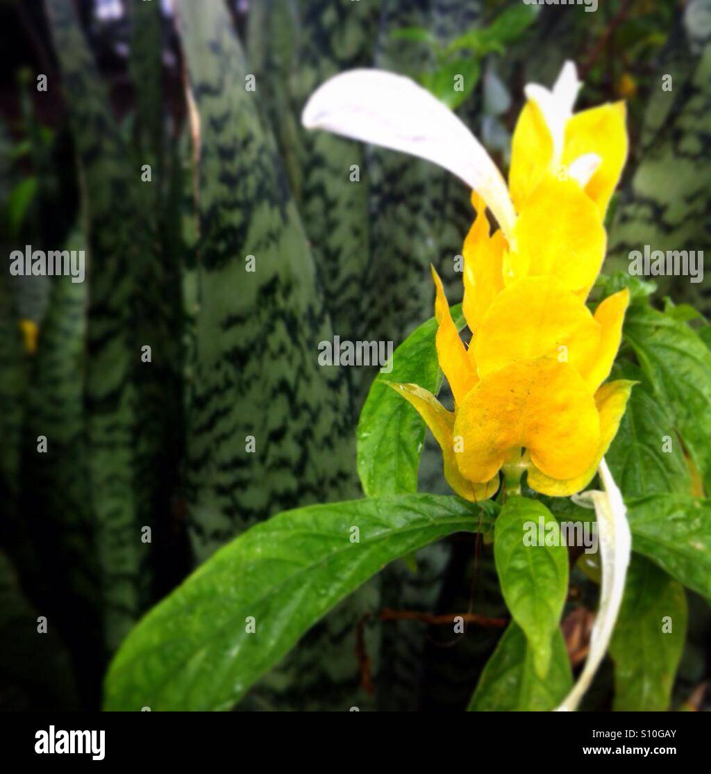 Grown flower hi-res stock photography and images - Alamy
