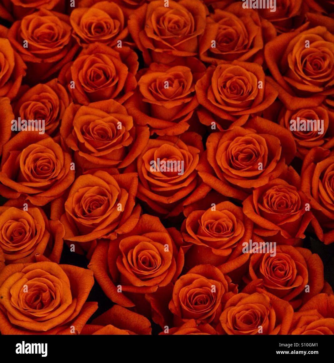 Show roses hi-res stock photography and images - Alamy