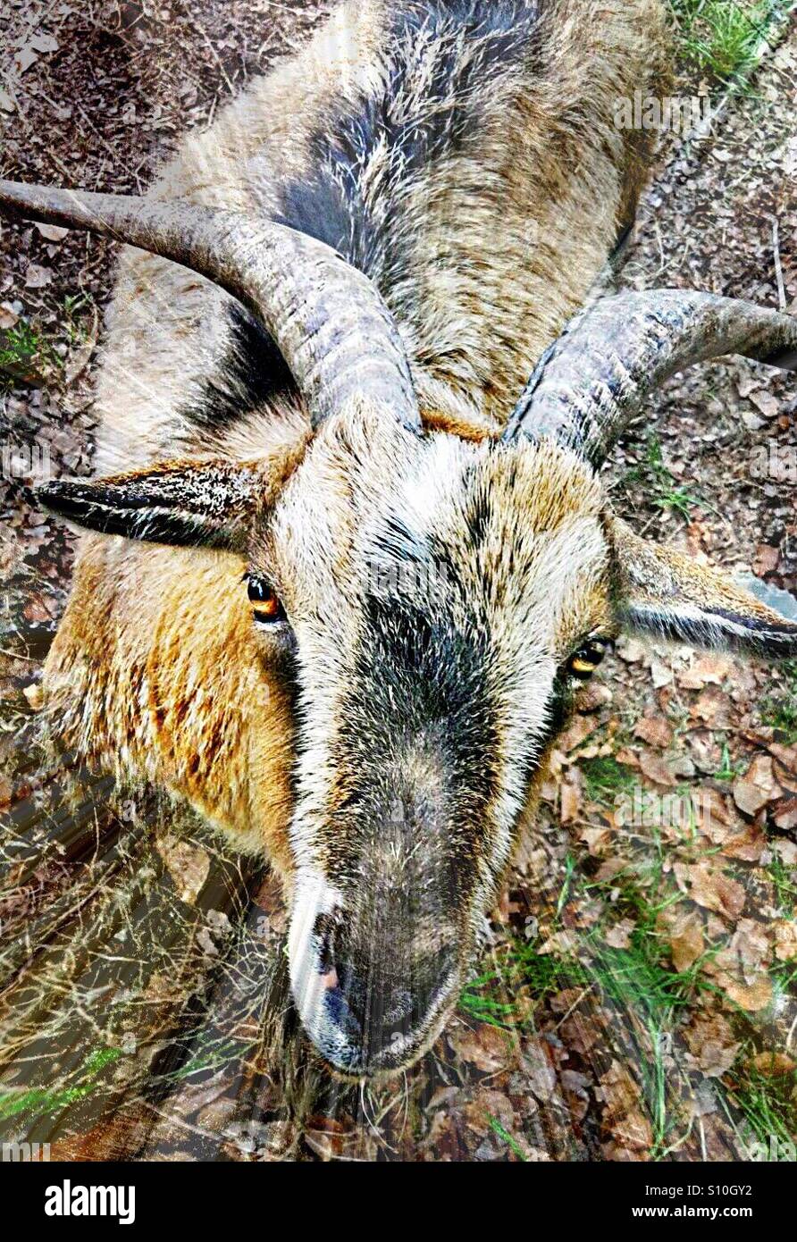 Ceep hi-res stock photography and images - Alamy