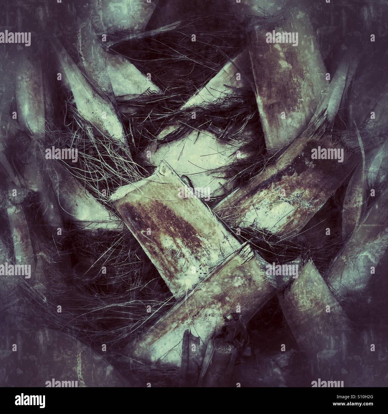 Palm tree trunk detail Stock Photo - Alamy Palm tree trunk detail Stock Photo - Alamy
