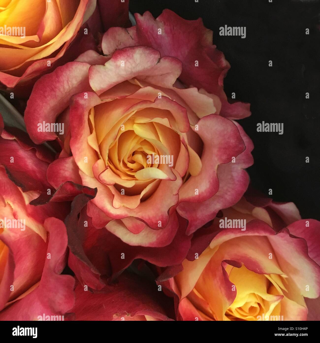 Esperanza rose hi-res stock photography and images - Alamy