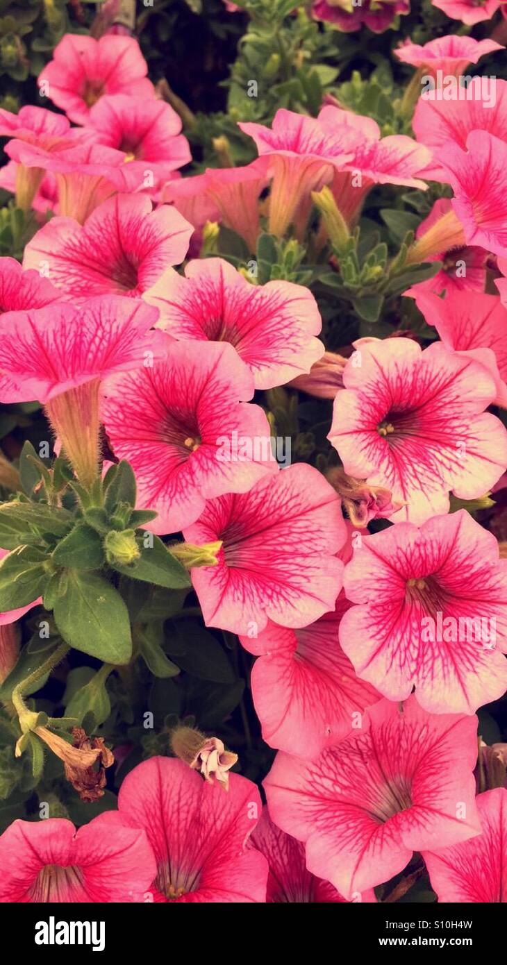 Flower flower power Stock Photo - Alamy