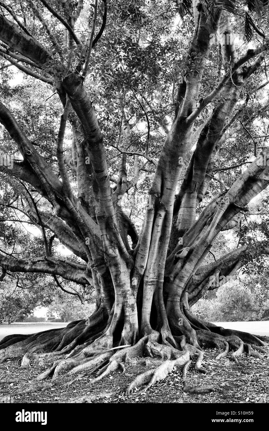 Elm tree Black and White Stock Photos & Images - Alamy