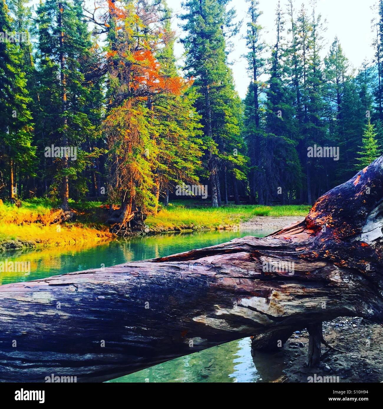 Fallen tree stump in a forest in Banff, Canada Stock Photo - Alamy
