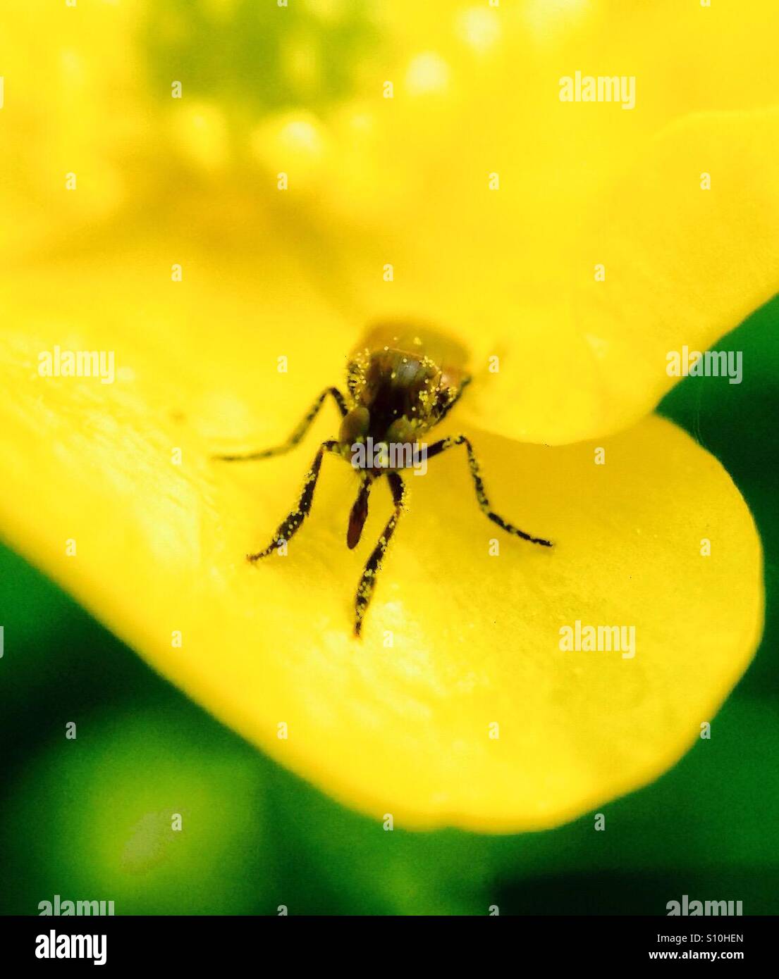 Cute fly covered in pollen on butter cup petal Stock Photo - Alamy