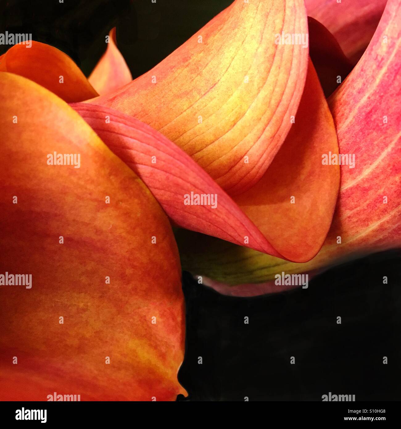 Abstract calla lilies Stock Photo - Alamy